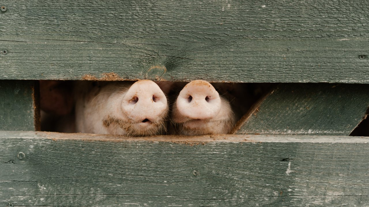 Plungės rajono savivaldybė